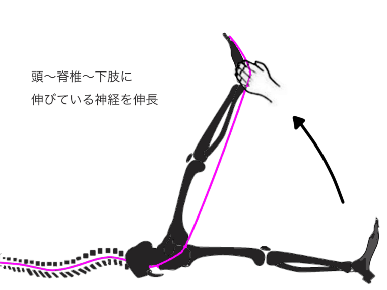 【理学検査】SLRテスト - いちかわ魚屋整体 with Overlization